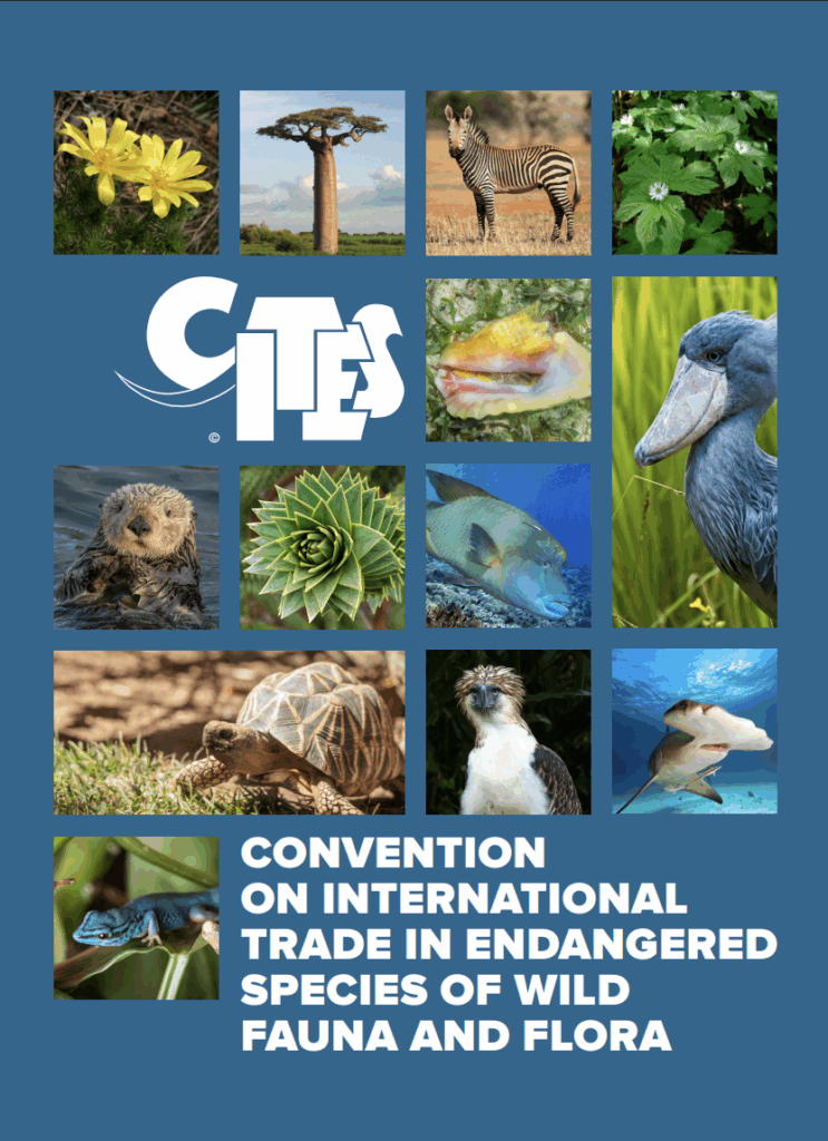 Italy Passes Tougher Animal Cruelty Law, Criminalising Dogfighting and ...