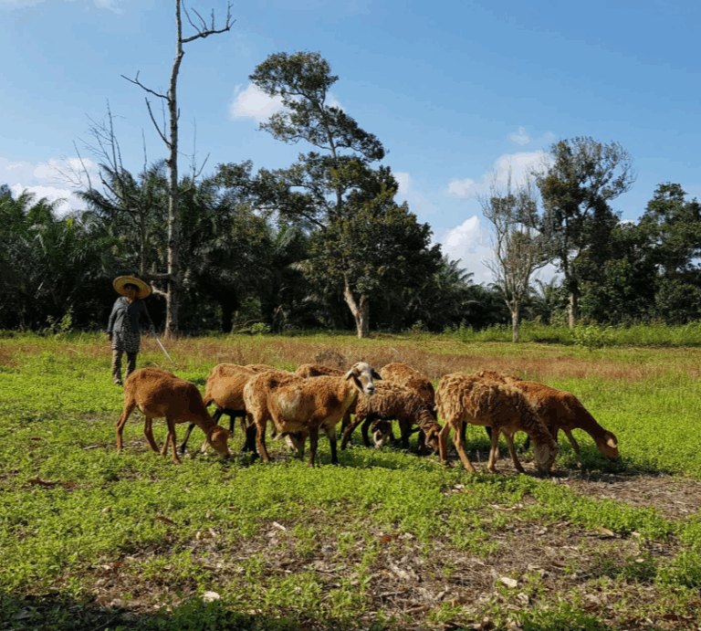 The Shepherd CEO: How a Singaporean Built a S$43M Farm Network From His ...