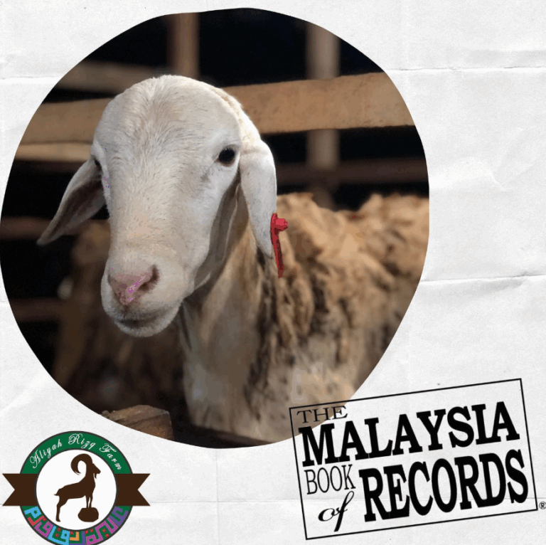 The Shepherd CEO: How a Singaporean Built a S$43M Farm Network From His ...