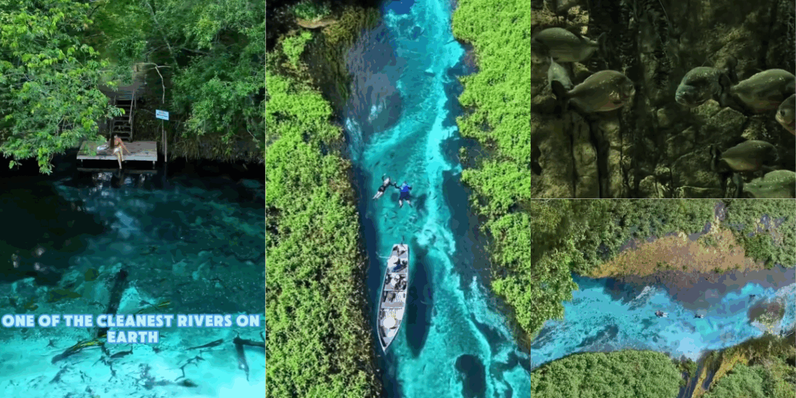Brazil’s Sucuri River: A Transparent Snorkeling Haven in the Wild ...