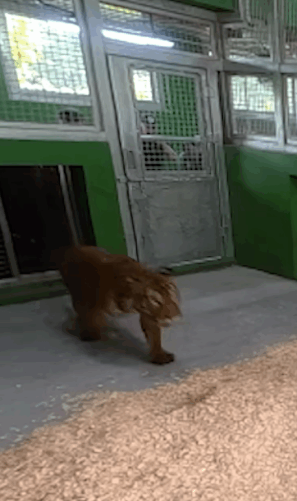 Crate-Trained Tigers: Watch as Mandai Wildlife Reserve Relocates Their ...