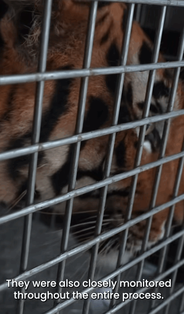 Crate-Trained Tigers: Watch as Mandai Wildlife Reserve Relocates Their ...