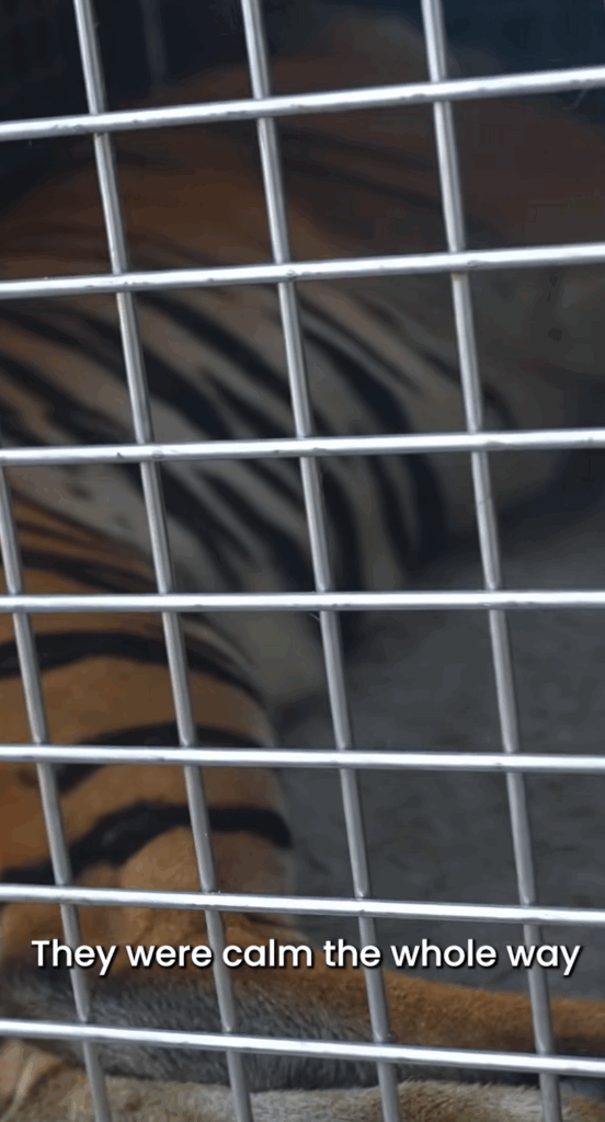 Crate-Trained Tigers: Watch as Mandai Wildlife Reserve Relocates Their ...