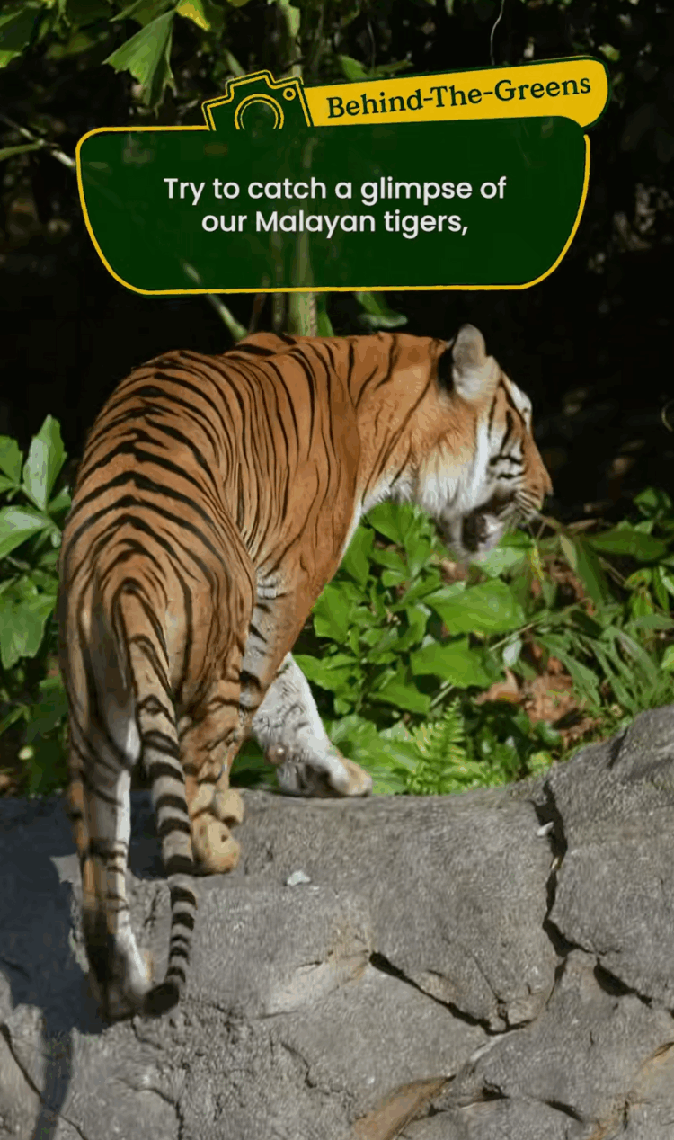Crate-Trained Tigers: Watch as Mandai Wildlife Reserve Relocates Their ...