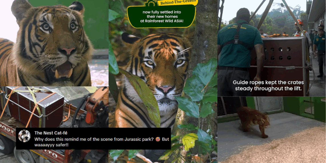 Crate-Trained Tigers: Watch as Mandai Wildlife Reserve Relocates Their ...