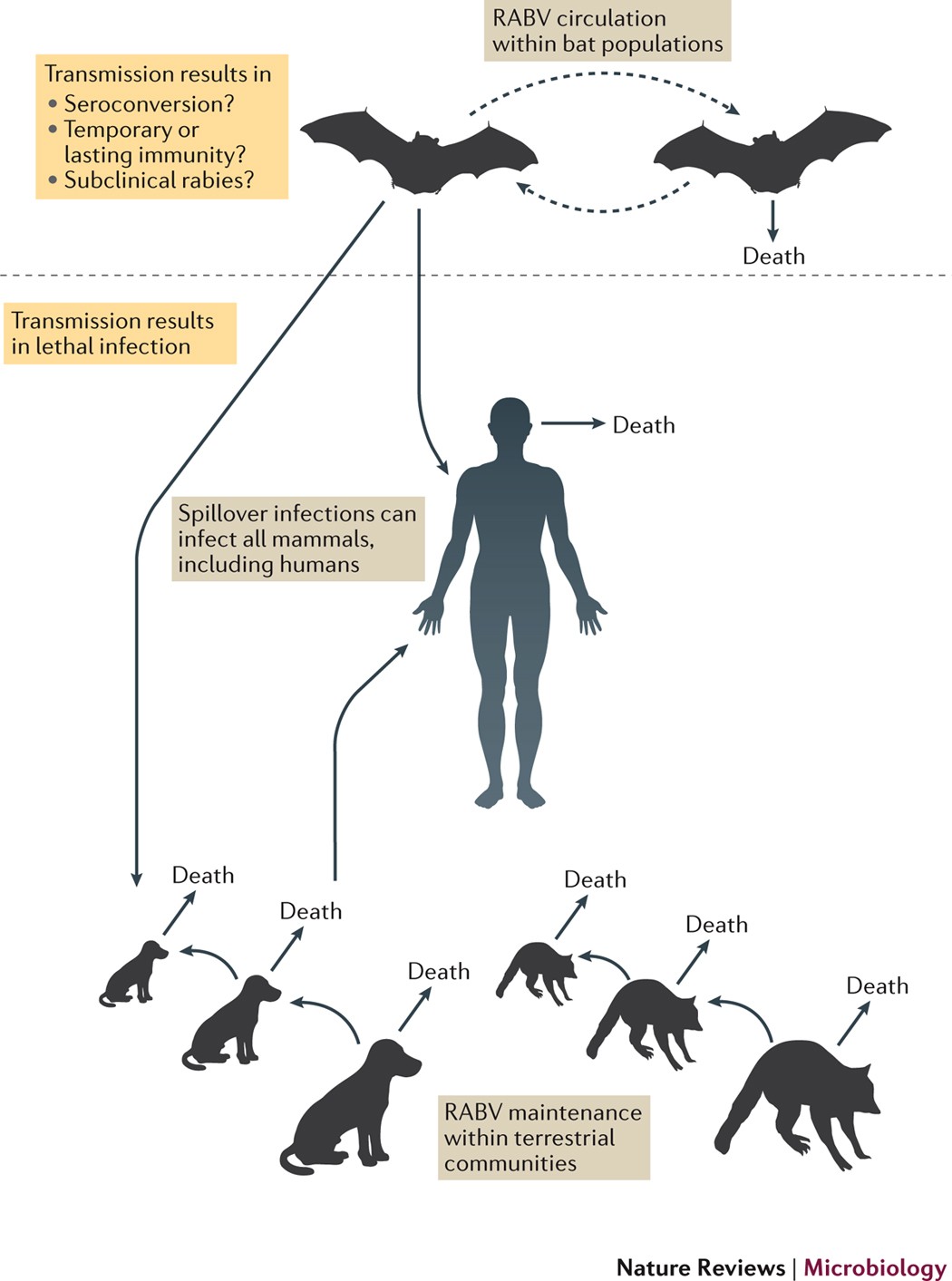 Stray Animal Bite Infects Malaysian Teen With Rabies - Wake Up Singapore