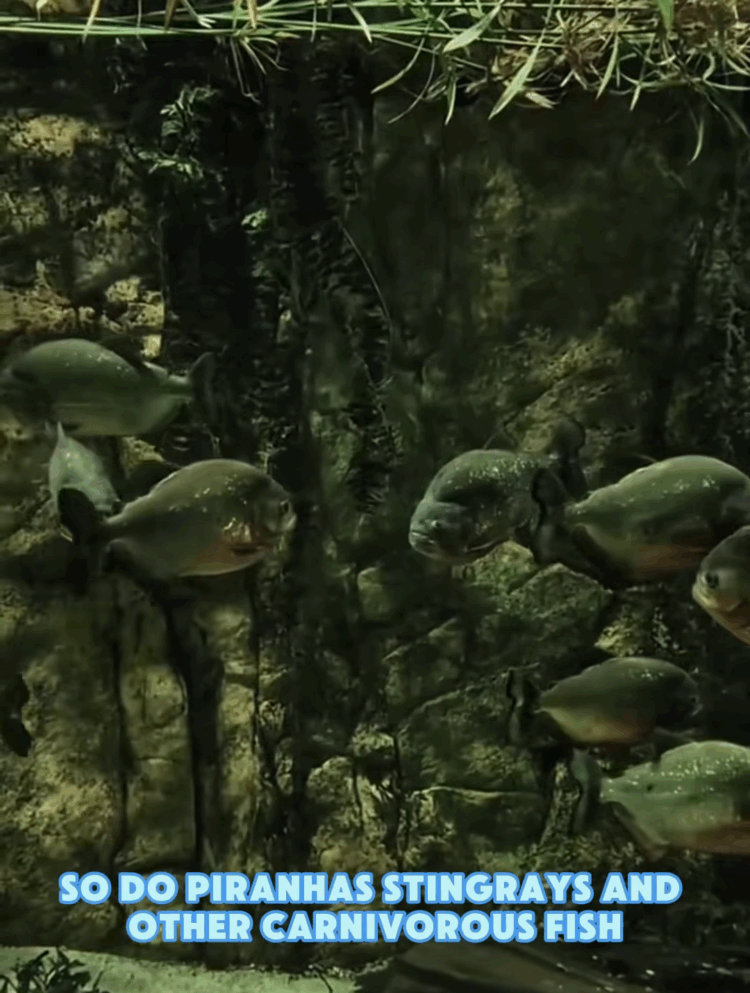 Brazil’s Sucuri River: A Transparent Snorkeling Haven in the Wild ...