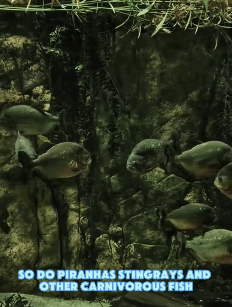 Brazil’s Sucuri River: A Transparent Snorkeling Haven in the Wild ...