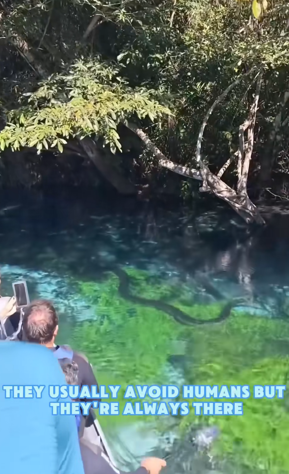Brazil’s Sucuri River: A Transparent Snorkeling Haven in the Wild ...