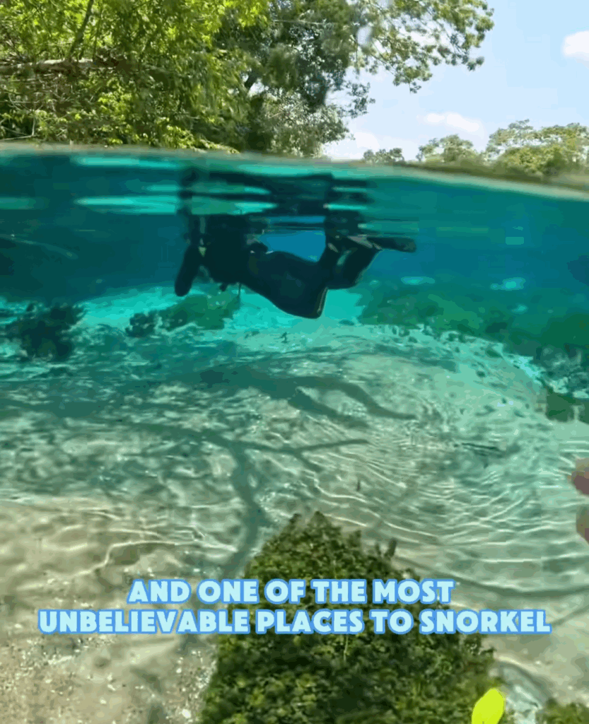 Brazil’s Sucuri River: A Transparent Snorkeling Haven in the Wild - Wake Up Singapore