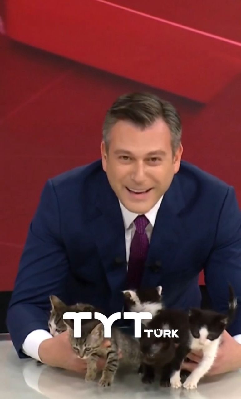 Turkish News Anchor Ends Broadcast With Surprise Kitten Adoption Call ...