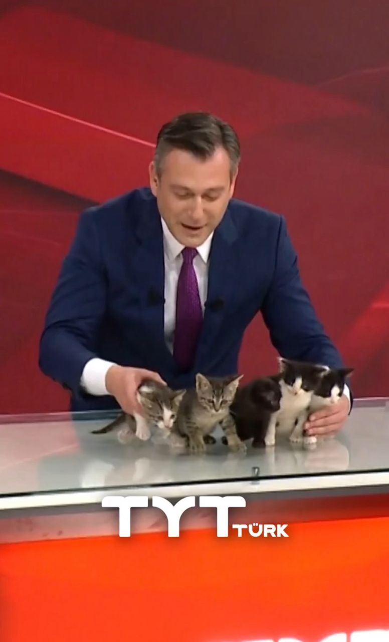 Turkish News Anchor Ends Broadcast With Surprise Kitten Adoption Call ...