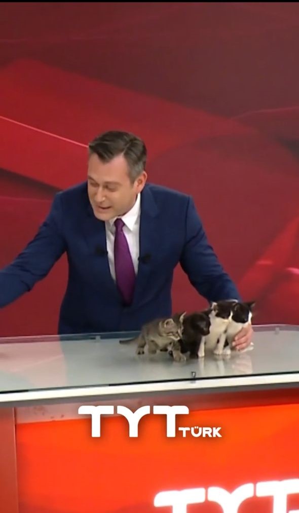 Turkish News Anchor Ends Broadcast With Surprise Kitten Adoption Call ...