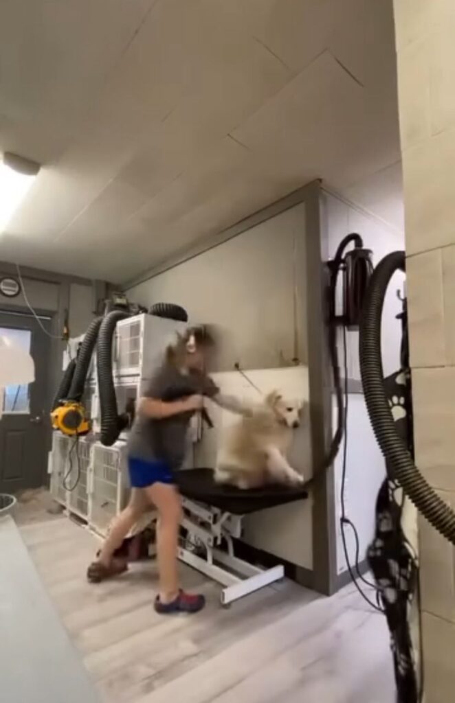 Woman Arrested and Charged With Animal Cruelty After Grooming Abuse ...