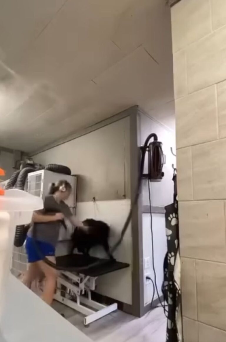 Woman Arrested and Charged With Animal Cruelty After Grooming Abuse ...