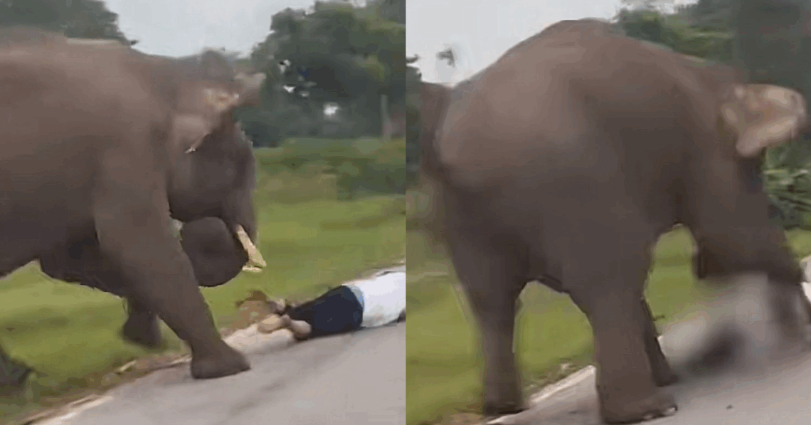 Man’s Selfie Attempt With Wild Elephant Ends in Trampling and Severe ...