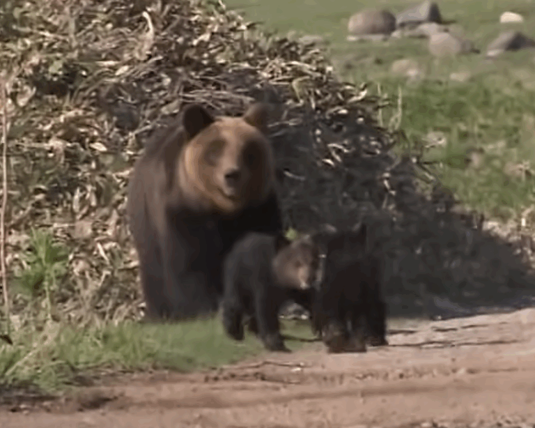 Man, 26, Killed in Bear Attack on Mount Rausu in Japan - Wake Up Singapore