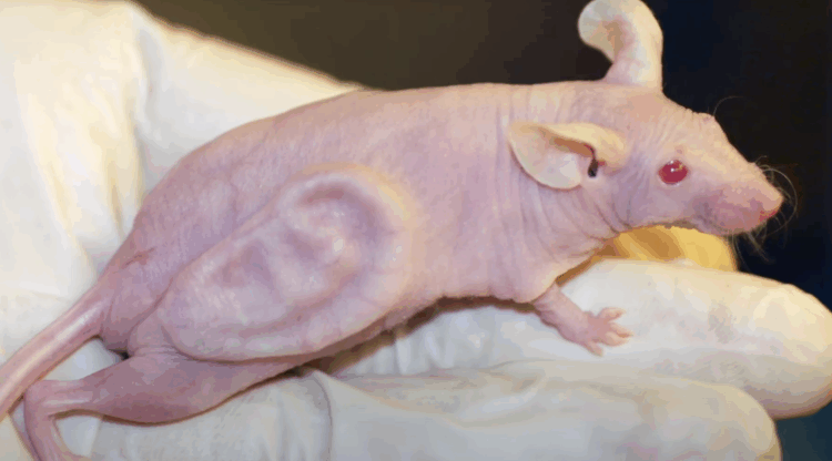 Remember the Human-Ear Mouse? How This Shocking Experiment Affected ...