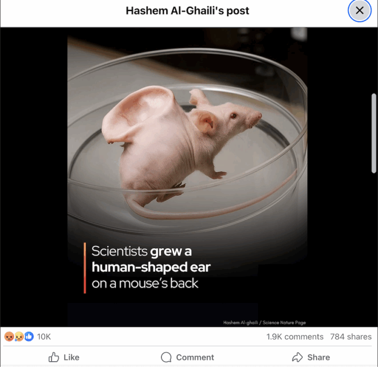 Remember the Human-Ear Mouse? How This Shocking Experiment Affected ...