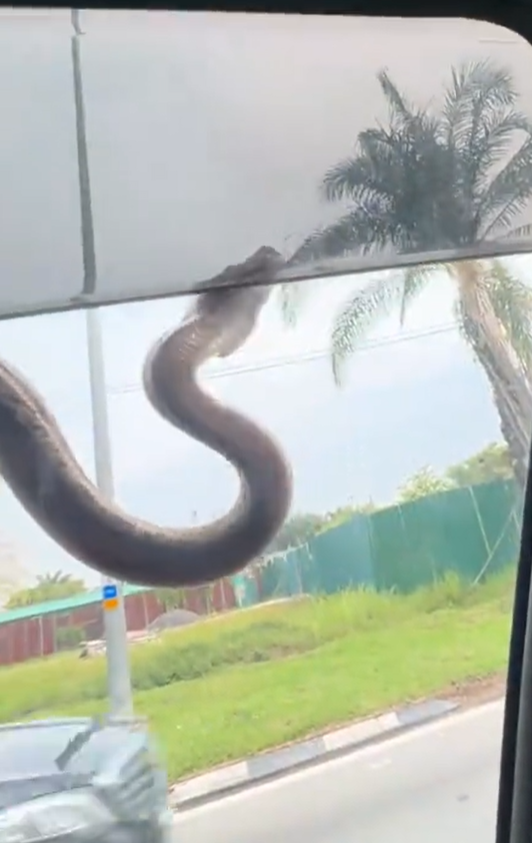 Snake Suddenly Appears on Car Window, Leaving Shocked Driver Frozen in ...