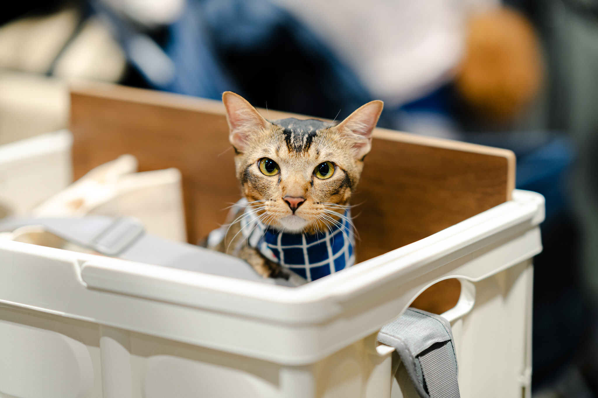 Singapore Cat Festival Returns: Christmas Cat Carnival Edition - Wake ...
