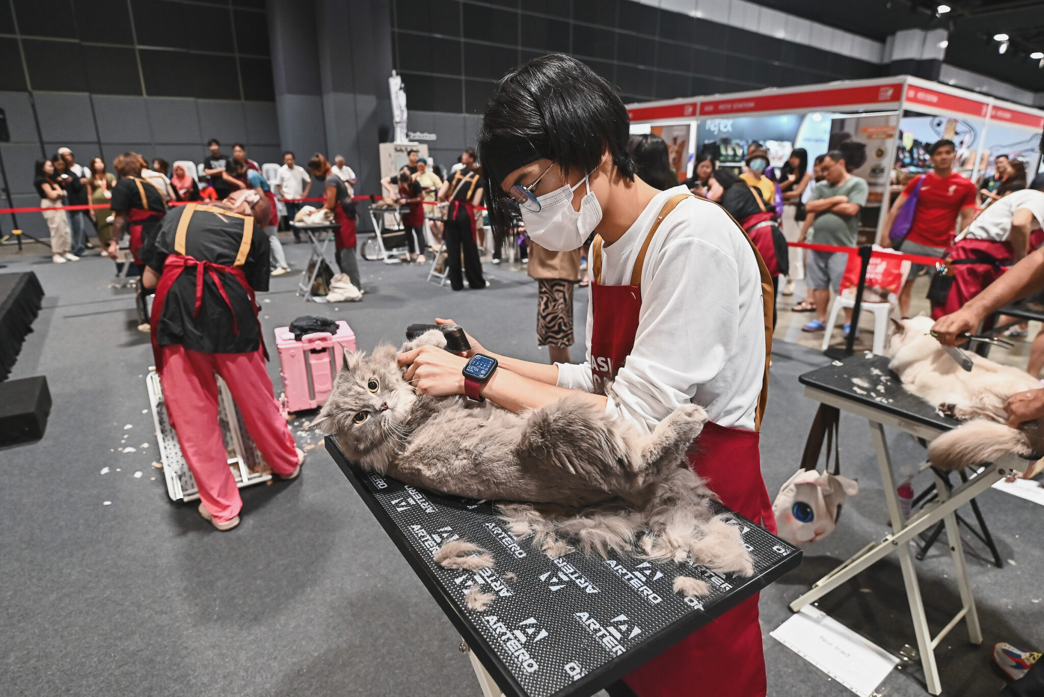 Singapore Cat Festival Returns: Christmas Cat Carnival Edition - Wake ...
