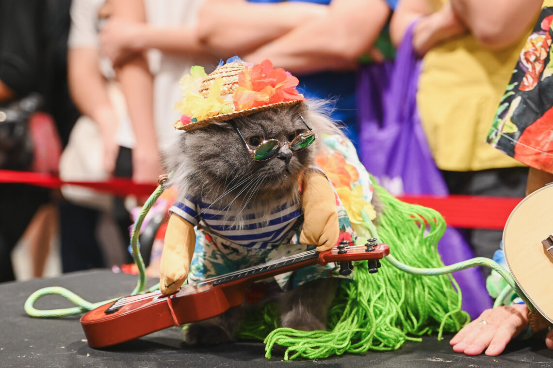 Singapore Cat Festival Returns: Christmas Cat Carnival Edition - Wake ...