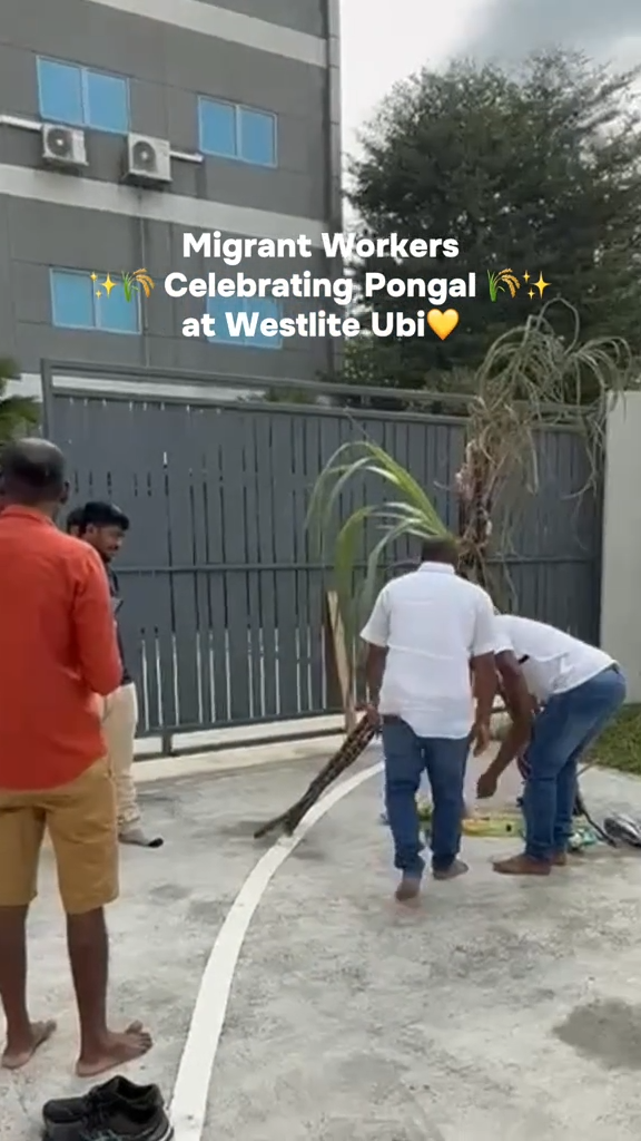 Happy Pongal!: Heartlands, Dormitories and Homes Celebrate Harvest ...