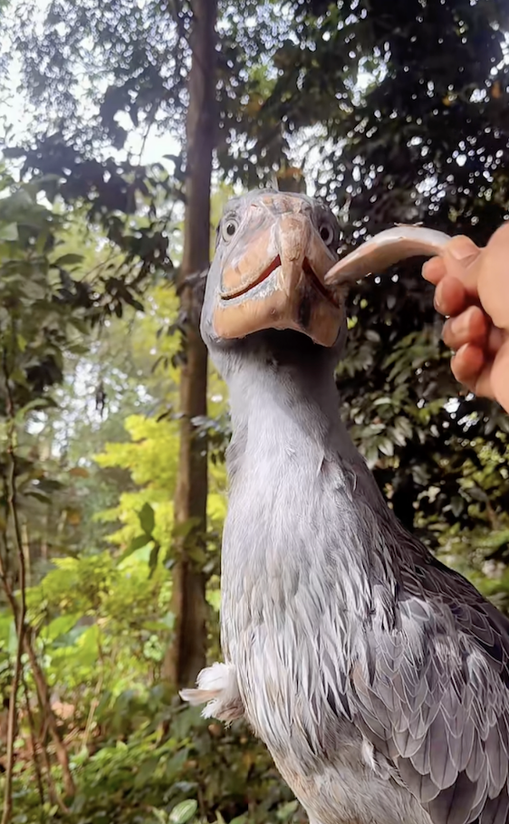 He Ghosted His Shoebill, Now the Bird Won't Even Look at Him - Wake Up ...